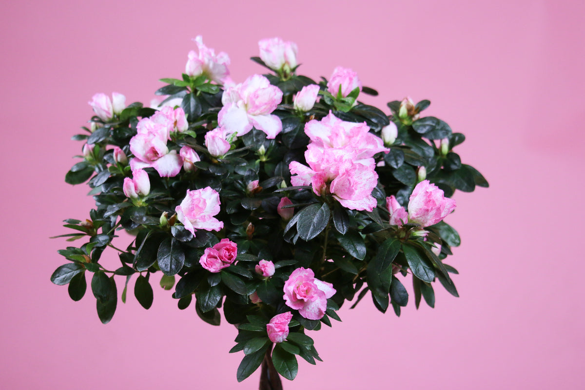 6" Azalea tree – fisch&hitch